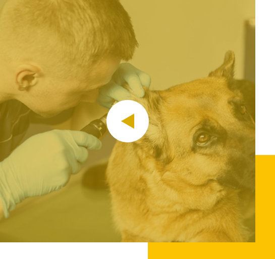 veterinarian | Project