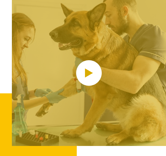 veterinarian | Project